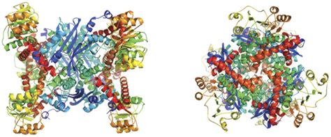 Gdh Hexamer From E Coli The Protein Forms A Hexamer Dimer Of