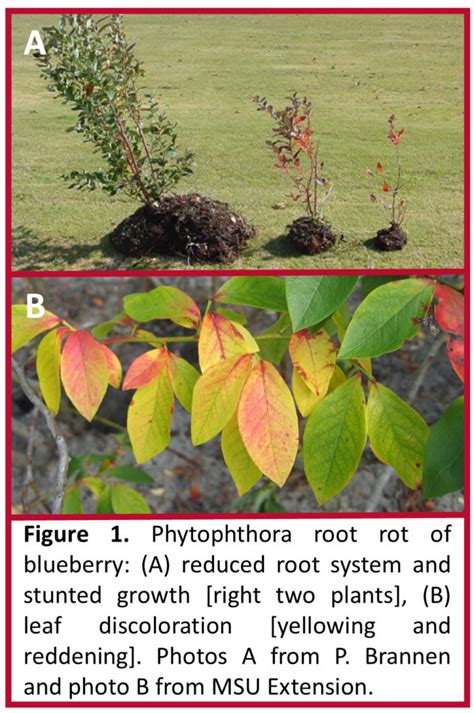 Disease Management Recommendations After The Storm Uga Blueberry Blog