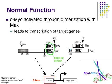 Ppt C Myc A Biological Paradox Powerpoint Presentation Free Download