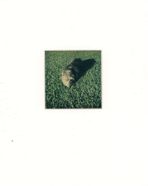 Vintage Color Polaroid Polaroid 1980s Mystery Abstract Dog In Grass