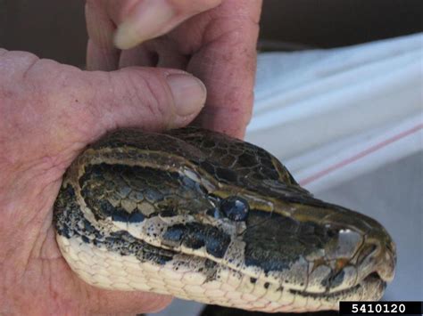 Pythons Genus Python