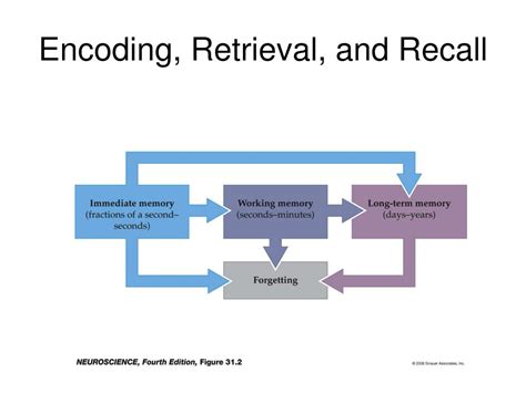 Ppt Memory Powerpoint Presentation Free Download Id1373722