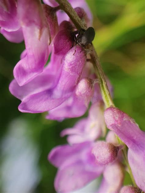 Bugs Making Love Stock Image Image Of Plant Insect 186879409