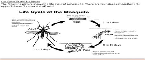 Aquatic Insects Flashcards Quizlet