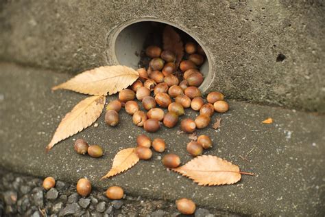 M42 Mount Spiral Ichizuka Opt Telephoto Cine Kinotel 3inch762mm F15