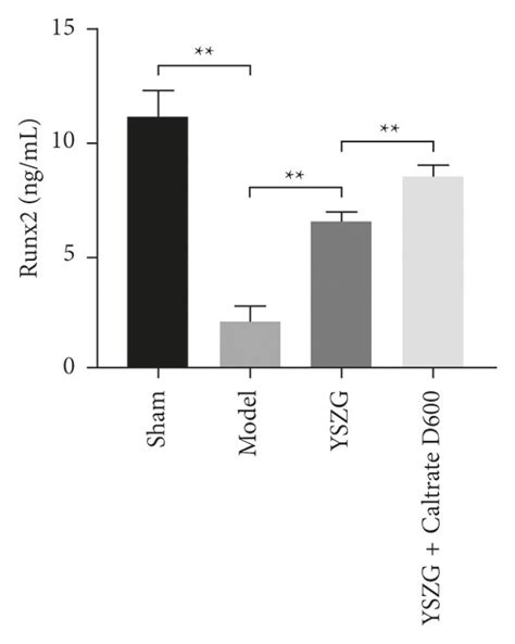 Yszg Decoction Promotes The Bone Formation And Resorption In Pmo Rats