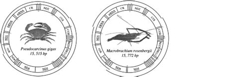 Gene Map Of The Pseudocarcinus Gigas And Macrobrachium Rosenbergii Download Scientific Diagram