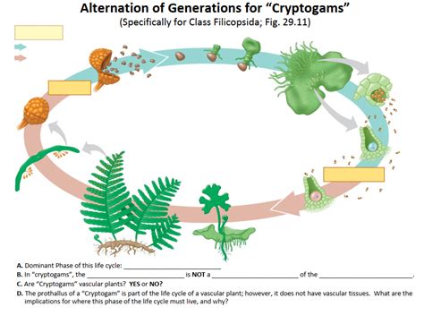 Bl 160 Midterm Review Alternation Of Generations Cryptogams