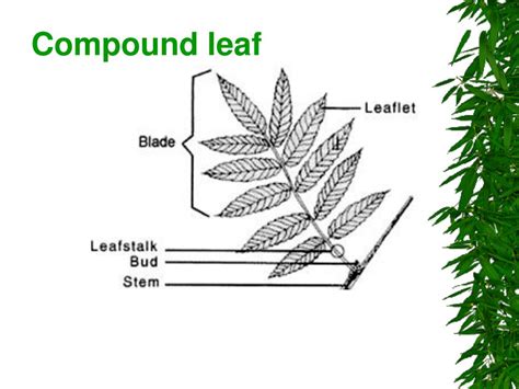 PPT Leaves PowerPoint Presentation Free Download ID
