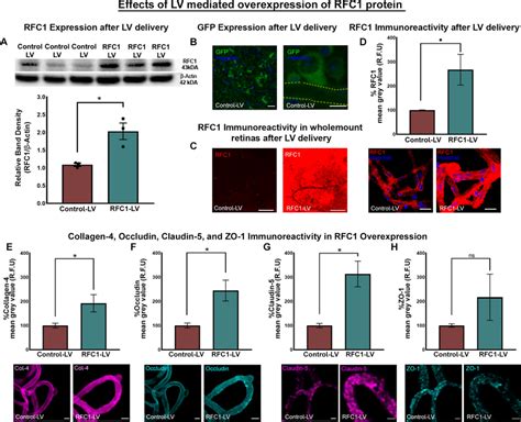the validation of lentiviral vector mediated overexpression of rfc1