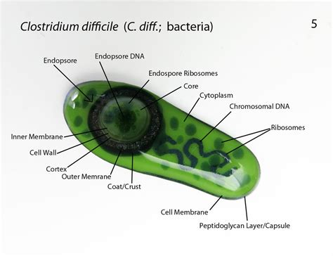 Clostridium Difficile 5 Fused Glass Bacteria By Trilobiteglassworks On Deviantart