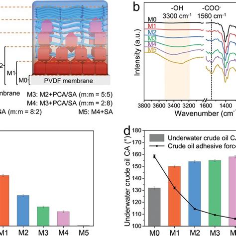 A Schematic Showing The Membrane Modified By The Gradient Adhesive