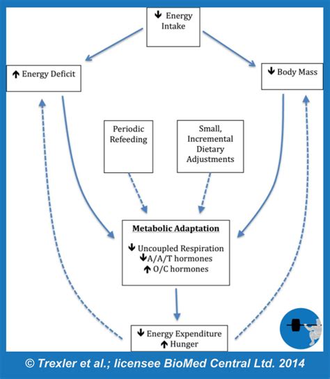The Metabolic Adaptation Manual Problems Solutions And Life After Dieting