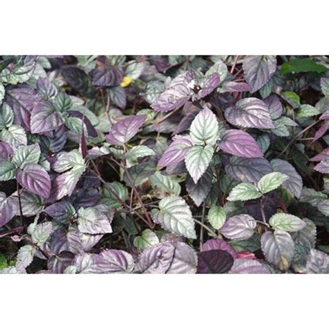 Hemigraphis Colorata