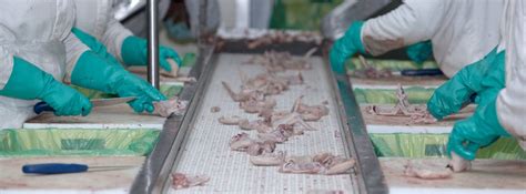 Efficient Poultry Meat Analysis And Rapid Quality Testing