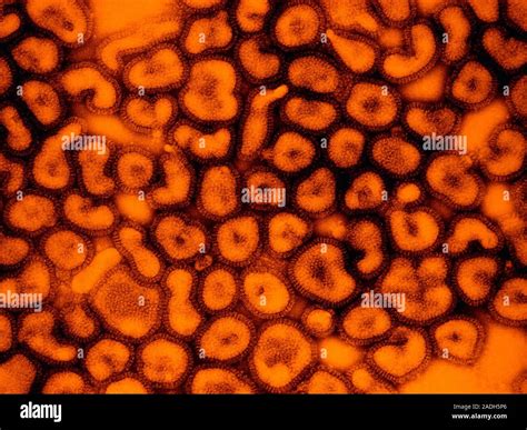 False Colour Transmission Electron Micrograph Tem Of The Wsn Strain Of Influenza Virus
