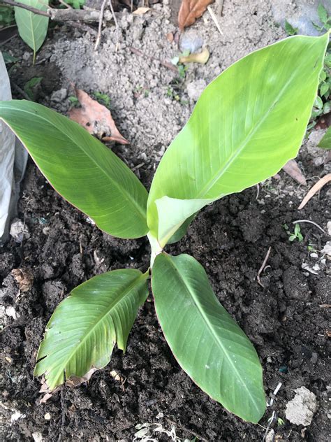Planted This Chini Champa Banana Pup Today Expecting Fruits Next Year