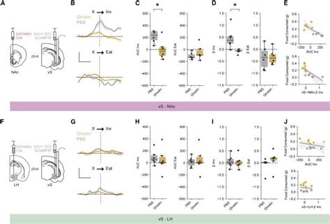 Tourandokht Saed On Linkedin Internal State Dependent Control Of Feeding Behavior Via Hippocampal