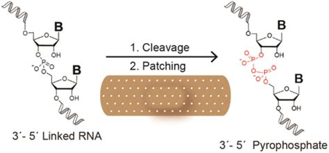 Pyrophosphate Dna Replication