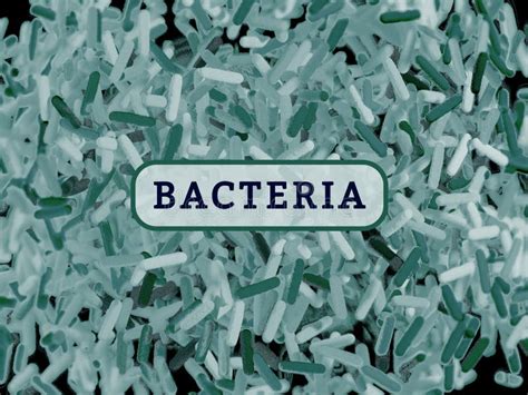 Gut Bacteria Gut Flora Microbiome Bacteria Inside The Small