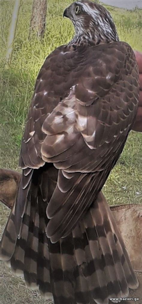 ფოტოალბომი მონადირეების საიტი