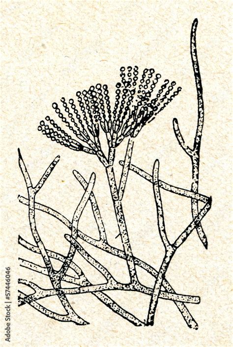 Slide De Penicillium Notatum