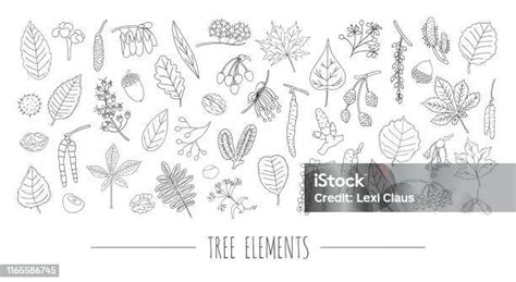 흰색 배경에 격리 된 흑백 트리 요소의 벡터 집합입니다 자작 나무 단풍 나무 참나무 로완 밤 엷은 갈색 린든 알더 아스펜 느릅 나무 포플러 버드 나무 호두 재 잎의 다채로운