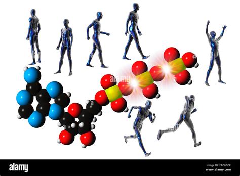 Adenosine Triphosphate Atp Molecular Model Showing High Energy Bonds