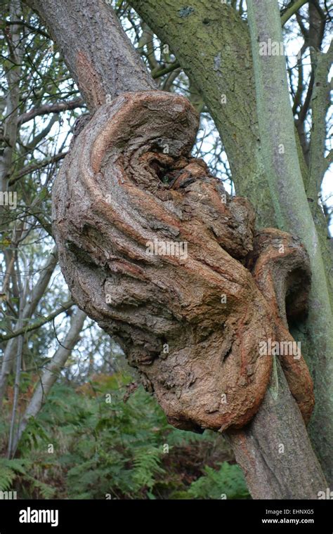 Large Canker Deformity On The Trunk Of And Old Hawthorn Tree Crataegus