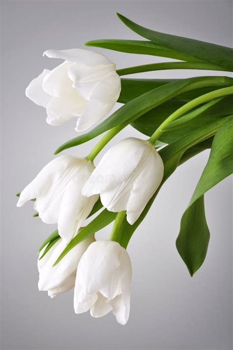 Tulipanes Blancos Macros Imagen De Archivo Imagen De Travieso 7882487