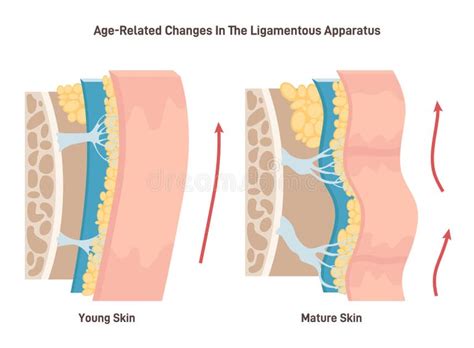 Facial Ligament Stock Illustrations 9 Facial Ligament Stock