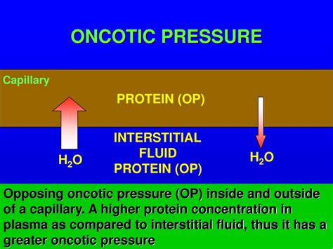 Ppt Advanced Physiology Fluid And Electrolytes Part 1 Instructor Terry