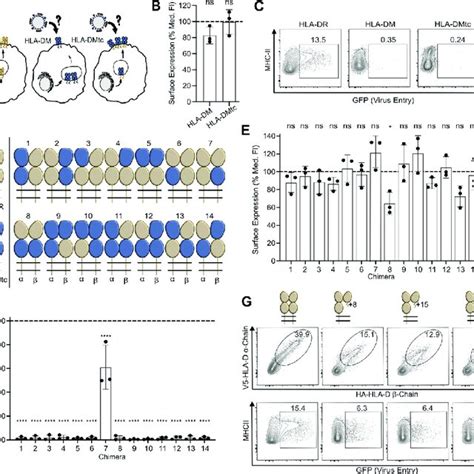 The β2 Domain Of Hla Dr Is Not Required For H18 Mediated Entry A Download Scientific Diagram
