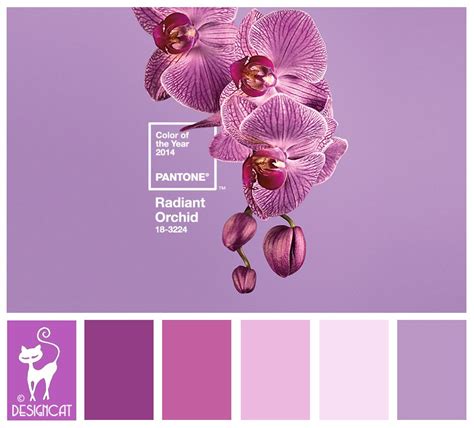 Orchid Color