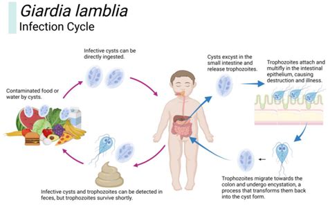 Exploring The Link Between Giardiasis And Contaminated Water Sources