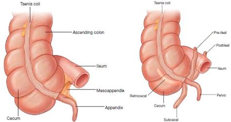 Base Of Appendix