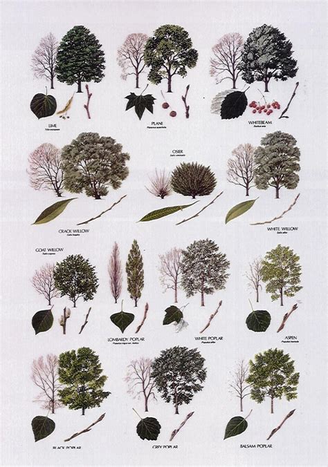 Tree Identification Diagram