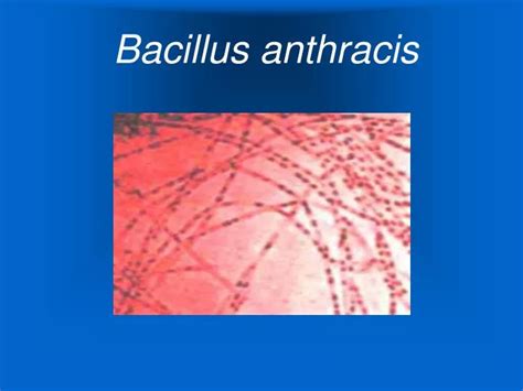 Ppt Bacillus Anthracis Powerpoint Presentation Free Download Id 962658