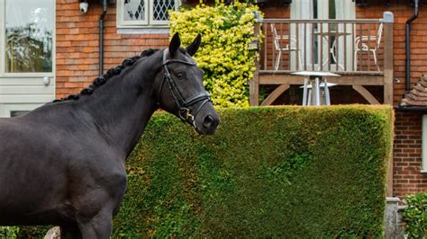 Viktorious Anmore Anmore