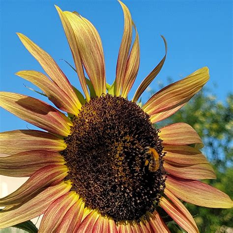 Lou Vayu Association Lucioles