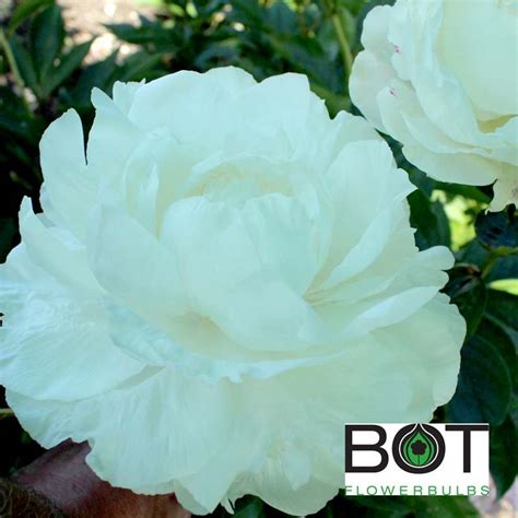 Ann Cousins – Bot Flowerbulbs
