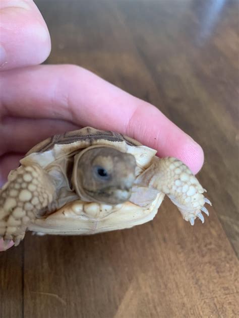 Hank Sex Predictions Rsulcata