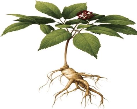 ما يجب أن تعرفه قبل تناول الجنسنج