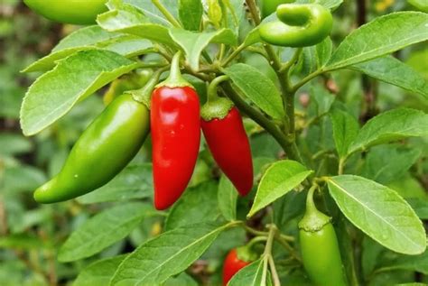 Apollo Pepper Fakta Penggunaan Dan Perbandingan Dengan Paprika Lain
