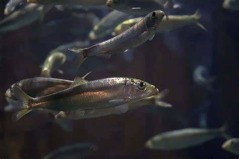 Download Pacific Herring School Underwater  Wallpaper