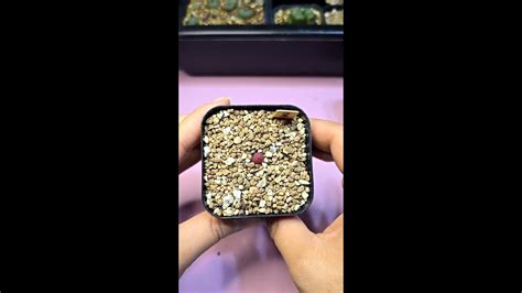 미쪼다육 라이브 다육판매영상 다육판매방 다육판매하는곳 다육이 다육이를부탁해 다육이판매영상 다육이라이브 다육이화분 선인장 코덱스 코노피튬 Youtube