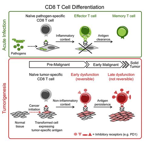 tumor specific t cell dysfunction is a dynamic antigen driven