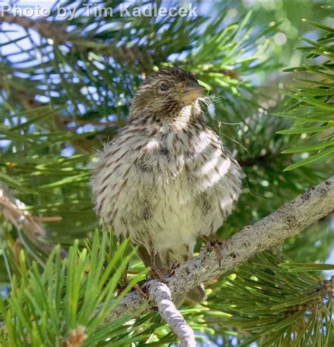 Cassins Finch East Cascades Bird Alliance