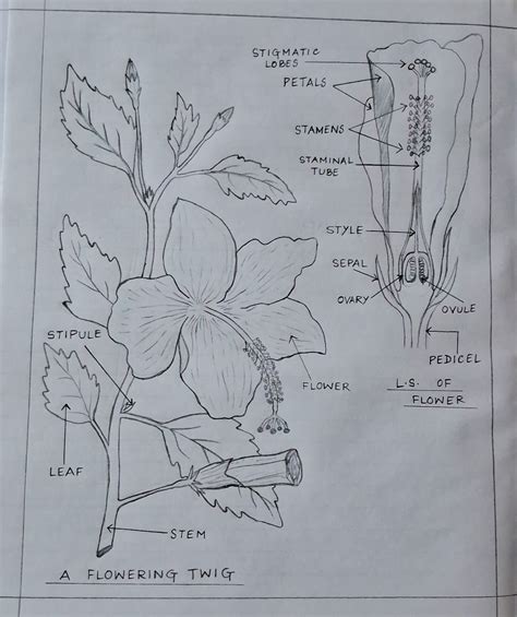 My Botany Diagrams R Biology