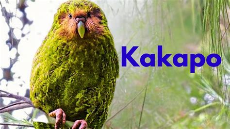 5 Fascinating Facts About The Kakapo 🦜 Worlds Heaviest Parrot Youtube